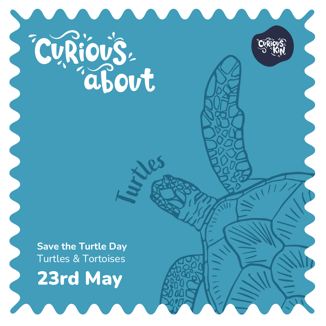 Curious about Turtles - Fun Facts for Families - Curious Kin