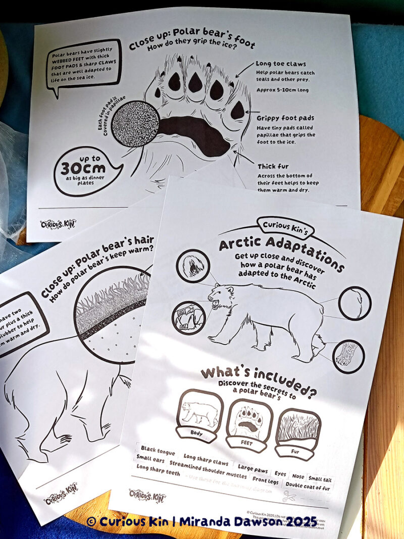 Polar Bears: Arctic Adaptations | Print at home - Curious Kin